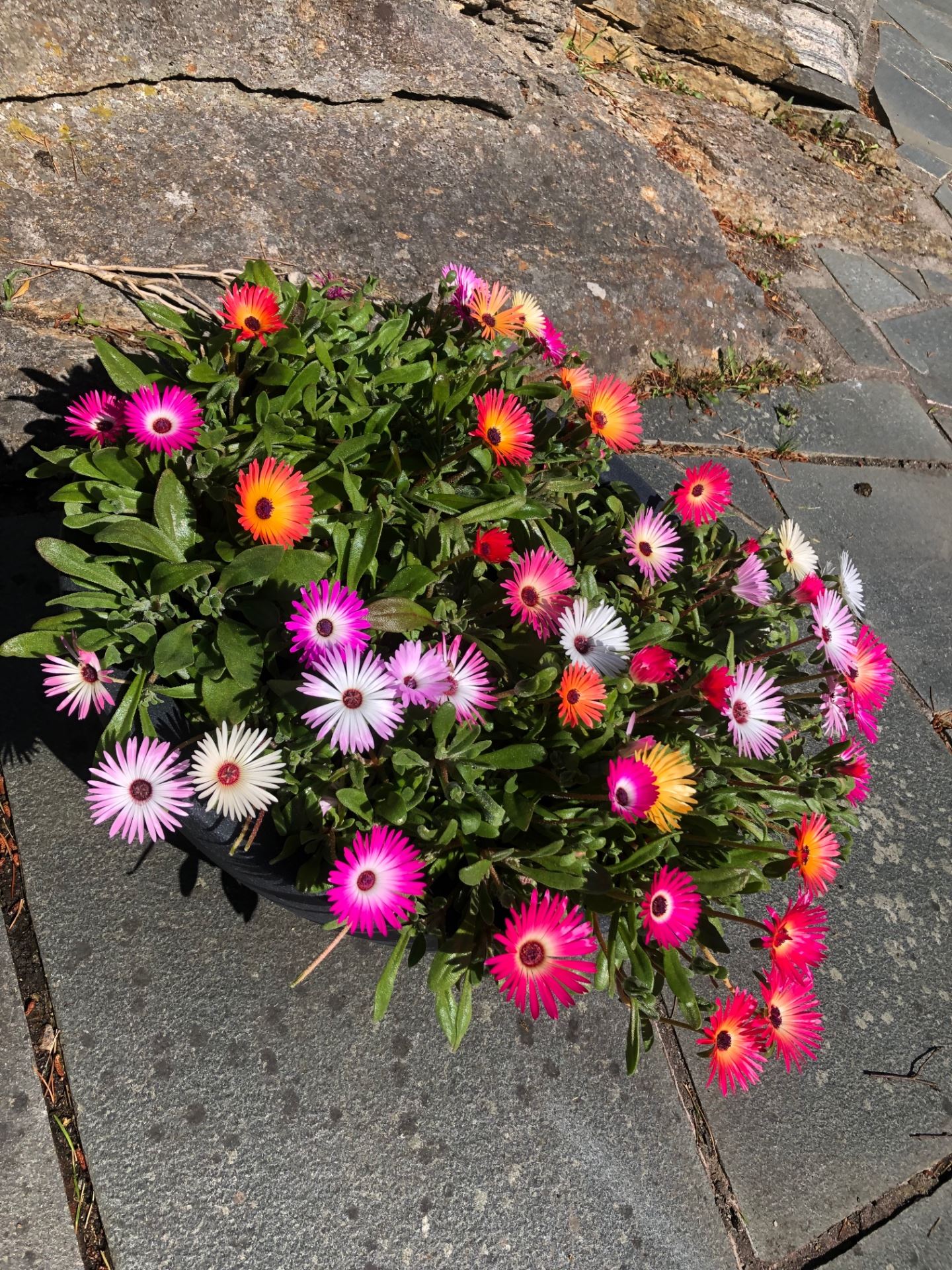 Preg barnehager Toftøy AS